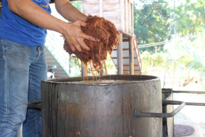 New sources of income in the Philippines thanks to tannin extraction | BFH