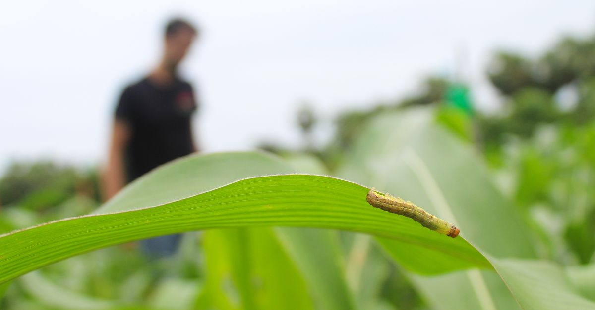 Researcher Diary: Fall armyworm control | BFH HPCI