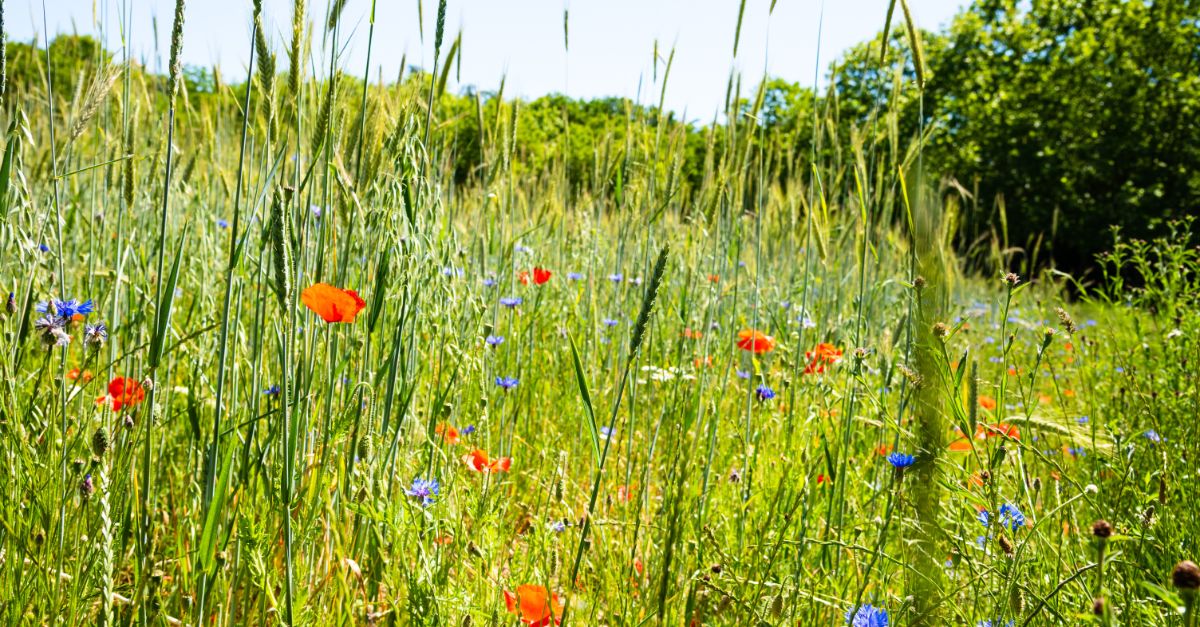 Umwelt- und Ressourcenmanagement | BFH-HAFL