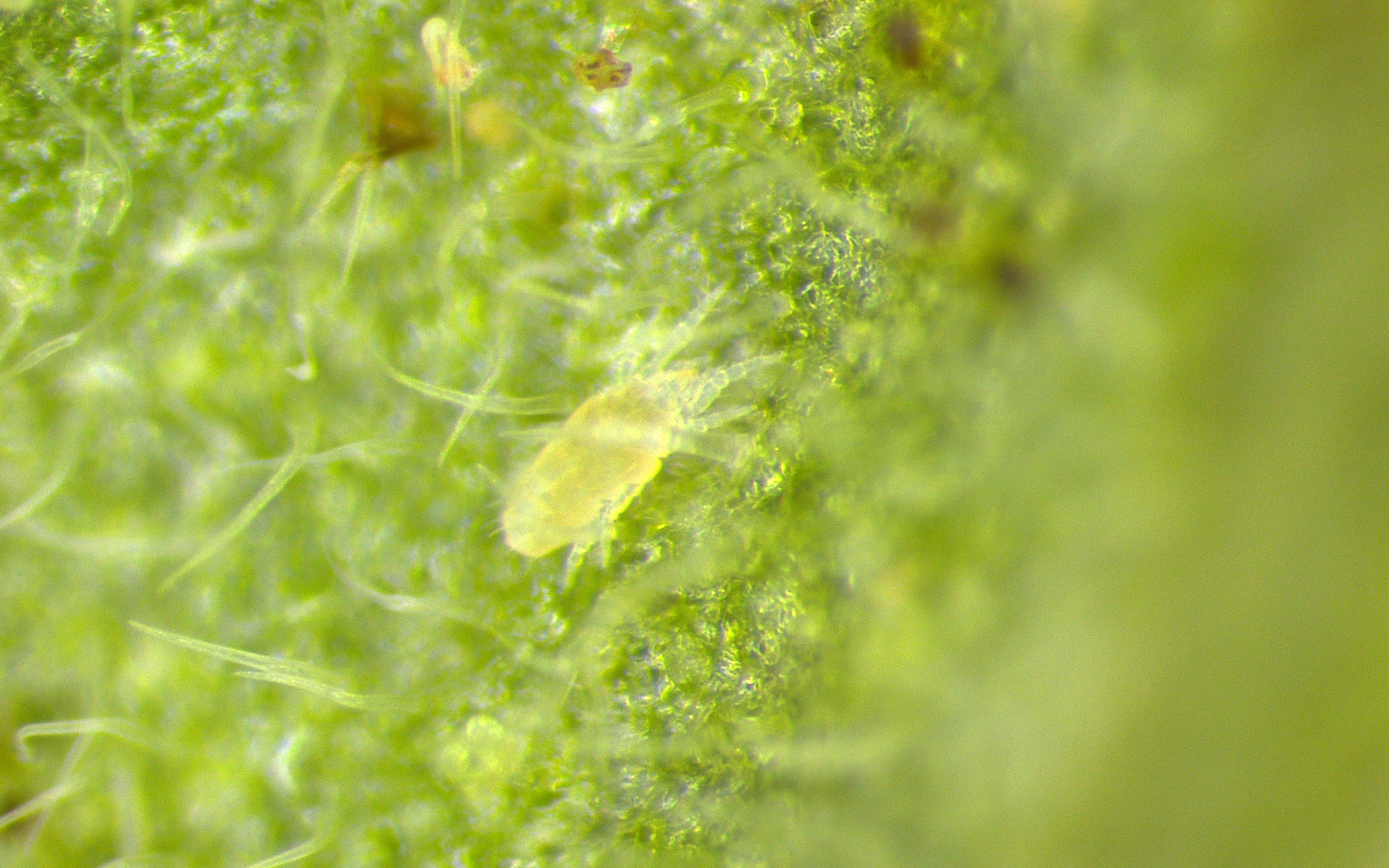 L'acarien doit protéger les tomates | BFH